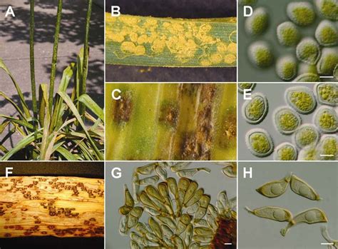 Daylily Rust Caused By Puccinia Hemerocallidis A Heavily Infected Download Scientific Diagram