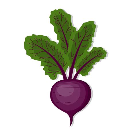Vegetable Organic Beets Cartoon Illustration 40195564 Vector Art At Vecteezy