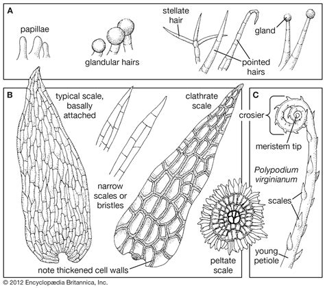 Trichome Plant Anatomy Britannica