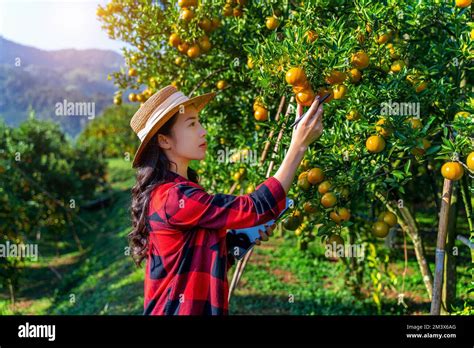 Asian Woman Farmer Working And Inspect Quality Of Organic Orange Fruit