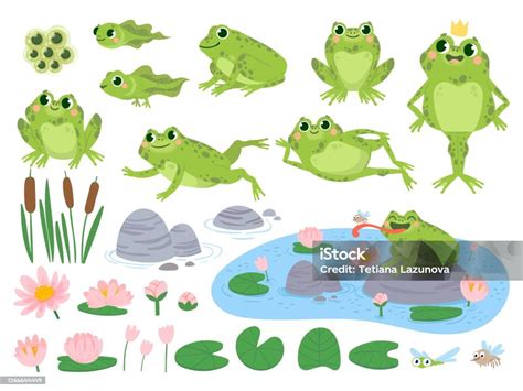 Katak Kartun Katak Hijau Lucu Massa Telur Kecebong Dan Katak Tanaman