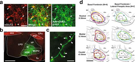 Viral Transduction Of Bf Vglut2 Neurons In Vglut2 Cre Tdtomato Mice