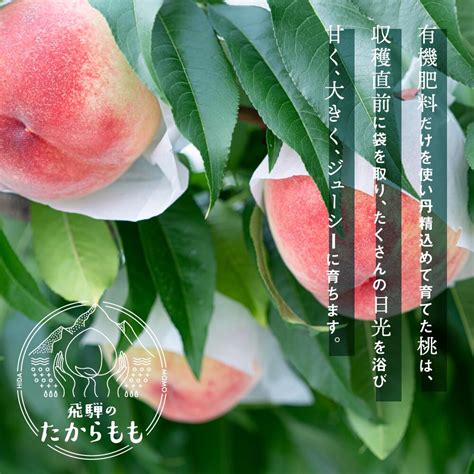 【楽天市場】【食べチョク 金賞受賞農家】お糖度15度以上 5−9玉 桃 贈答用 最高級 甘い 柔らかい 品種 特上 朝採れ 飛騨のたから桃