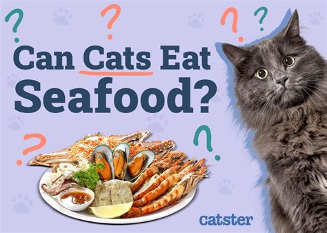 Can Cats Eat Seafood Vet Approved Facts And Health Guidelines Catster