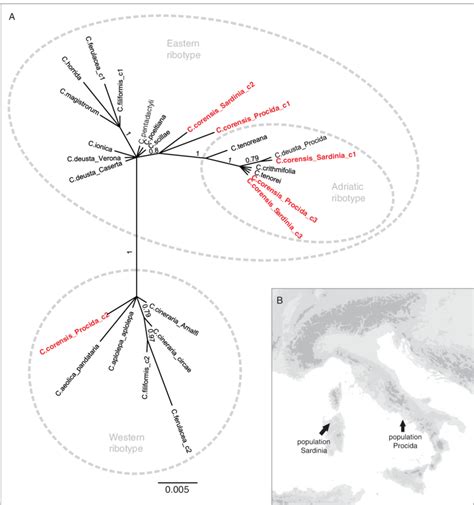 colour online unrooted consensus tree resulting from the bayesian