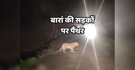 Panther Came Out Of Shahabad Forest Baran Villagers Started Photoshoot
