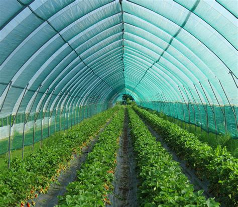 Roles Of Agricultural Polyethylene Shade Netting Direct Shade Nets Factory