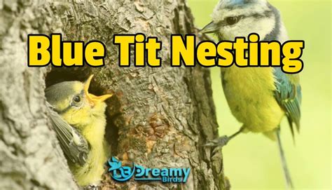 House Sparrow Nesting 101 What You Need To Know