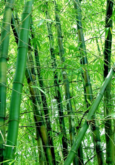 Bamboo Free Photo Freeimages