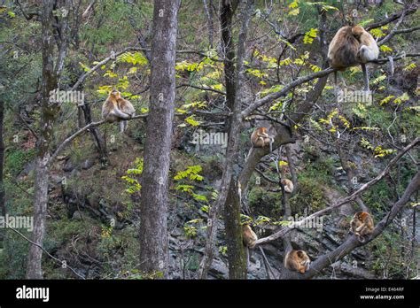 Quinling Golden Snub Nosed Monkey Rhinopitecus Roxellana Qinlingensis