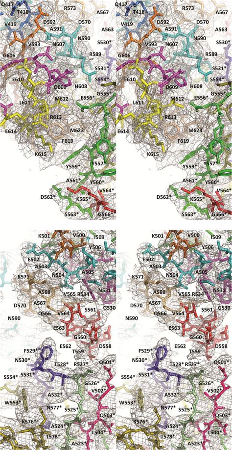 Fig S7 Stereoviews Of F O F C Simulated Annealing Omit Map Density Download Scientific