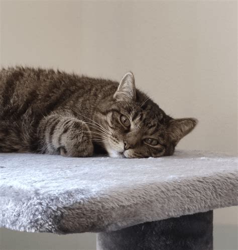 It Took 3 People To Hold Her Down For Shots At The Vet She Fought So