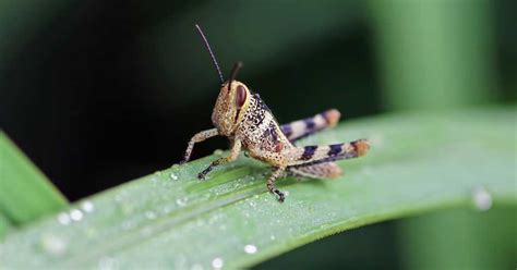 What Is A Software Bug