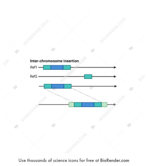 Free Genome Structural Variation Interspersed Duplication Icons Symbols And Images Biorender