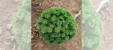 Сосна горная Шервуд компакт купить в Воронеже Товары для дома и дачи Авито