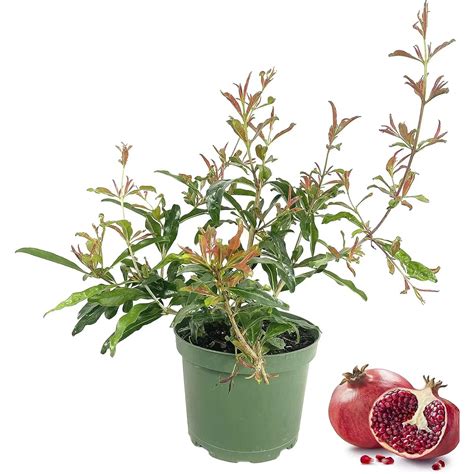 Dwarf Pomegranate Bonsai Tree Prime Bonsai