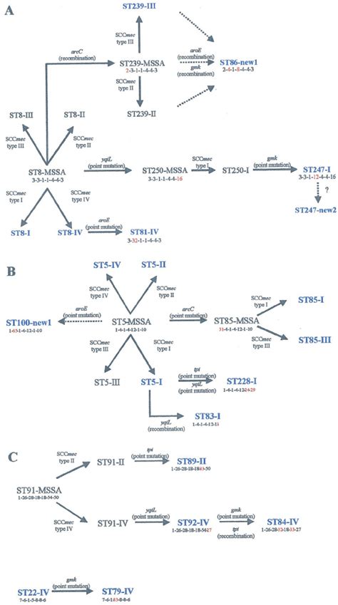 Evolutionary Origins And Patterns Of Descent Within Different Ccs Download Scientific Diagram