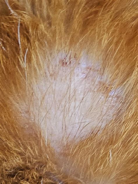 Male Cat With A Balding Spot Rash Rcats