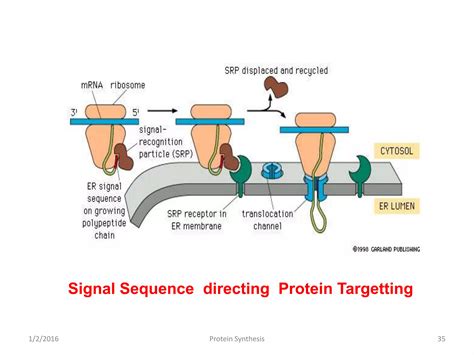 Structure And Function Of Messenger Rna Mrna Pptx Programming Languages Computing