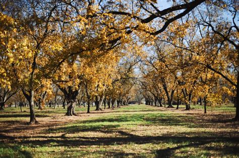 Lane Orchards Exploring The Rustic Beauty Of Pecan Groves In Warner