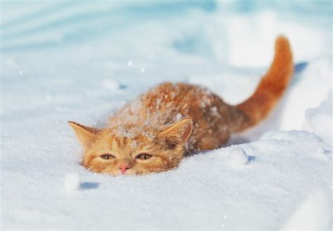 Cat Caught Playing In The Snow At Night Melts Hearts So Wholesome