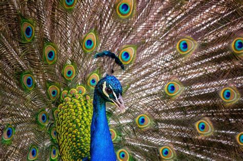 Indian Peafowl Peacock Pavo Cristatus Outdoors Stock Image Image Of