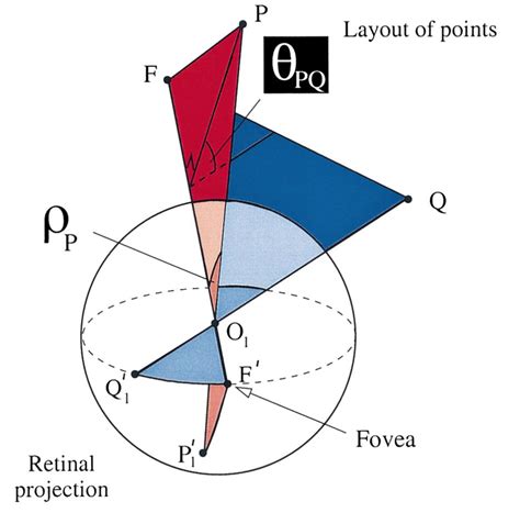 visual direction and optic flow a retinal location provides