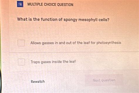 Solved Multiple Choice Question What Is The Function Of Spongy Mesophyll Cells Allows Gasses