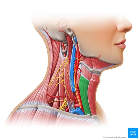 Sternohyoid Muscle Diagram