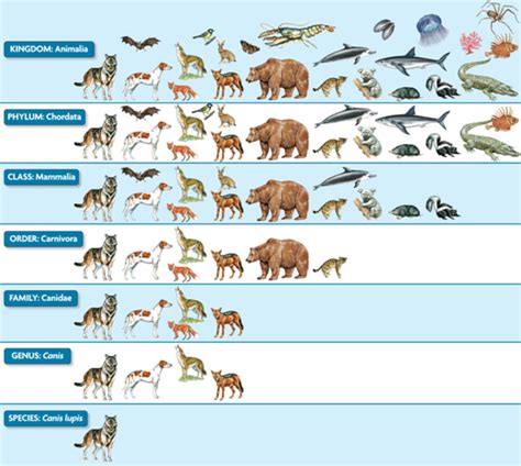 How To Understand Binomial Nomenclature 12 Steps With Pictures