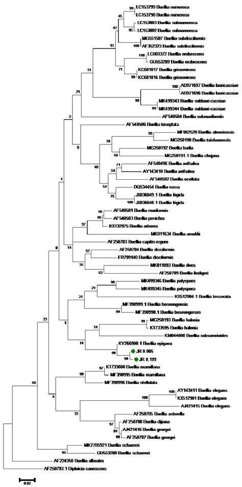 Maximum Likelihood Ml Analysis Inferred From Its Region Sequences Of