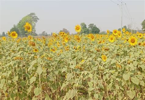 မြို့သစ်မြို့နယ်၌ နေကြာစိုက်ခင်းများ အောင်မြင်ဖြစ်ထွန်း Information