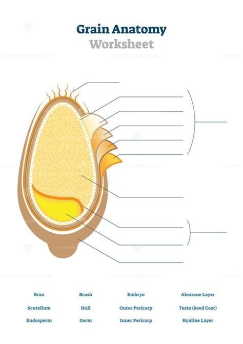 Grain Anatomical Layers Vector Illustration Diagram VectorMine