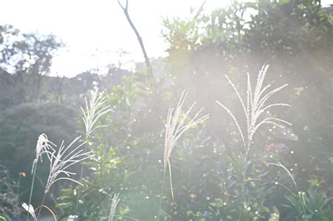 ススキ By トシユキ1946 （id：11397662） 写真共有サイト Photohito