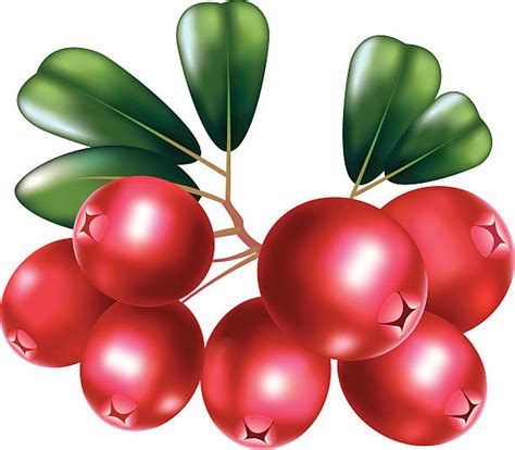 Cranberry Clip Art Vector Images And Illustrations Istock