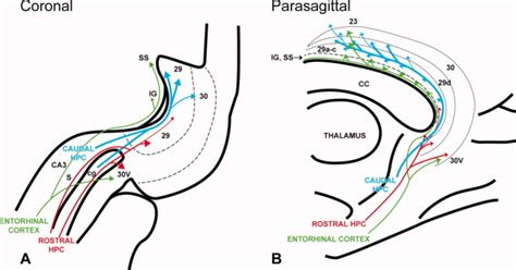 Schematic Drawings Illustrating The Routes Of The Various Projections