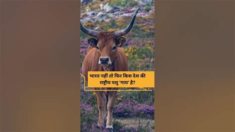 भारत नहीं तो फिर किस देश की राष्ट्रीय पशु गाय है Cow