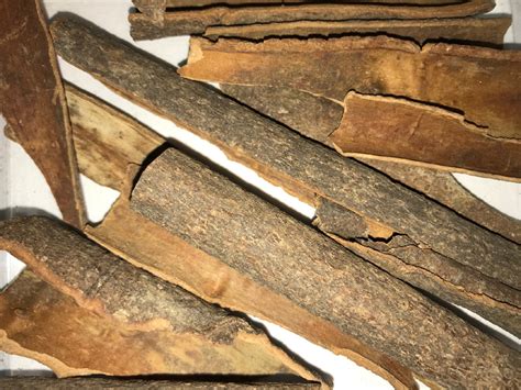 Cassia Bark Height At Ruby Najar Blog