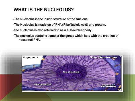Ppt Parts Of A Cell Powerpoint Presentation Free Download Id1985214