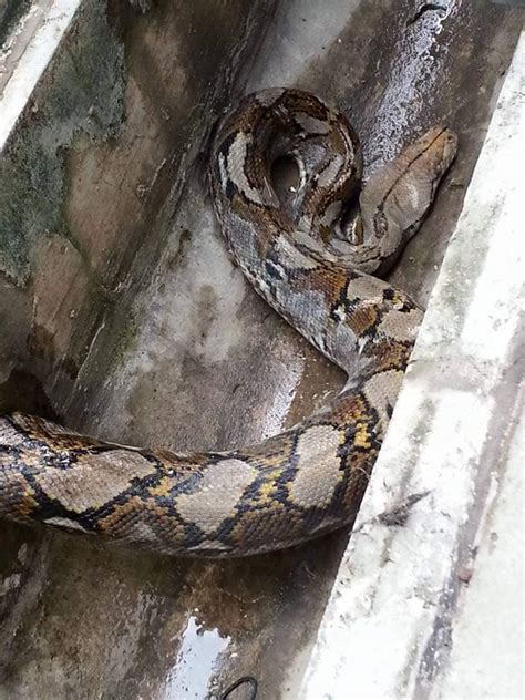 Python Regurgitates Huge Rat In HDB Drain As ACRES Arrives To Rescue Snake