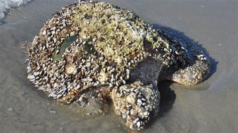 Rescue Sea Turtles Removing Barnacles From Poor Sea Turtles Seaturtles