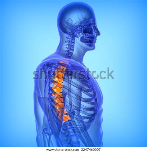 Human Thoracic Curve Bone Anatomy Medical Stock Illustration 2247460007
