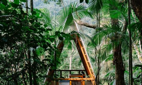 A Monkey House In Between Trees What Design Can Do