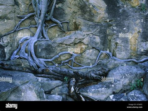 Tree Root On Rock Wall Western Australia Australia Stock Photo Alamy