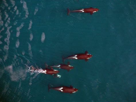 Orca Fotos Schwertwal Baby Beim Stillen Fotos DER SPIEGEL