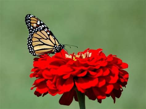 Mariposas Wallpapers Wallpapersafari