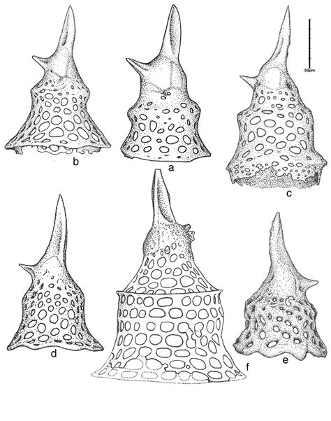 Fig 8 A Humerocyrtis Contraria N In New Middle Triassic Bell Shaped Nassellarian Radiolaria