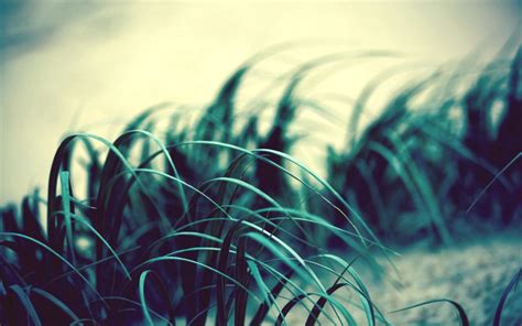 Serene Grassland Breeze Wallpaper Background Free Download