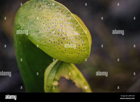 The California Pitcher Plant Also Known As The Cobra Lily Stock Photo