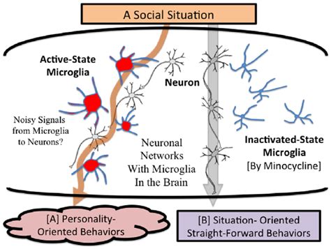 Possible Impact Of Microglia On Personality And Social Behaviors
